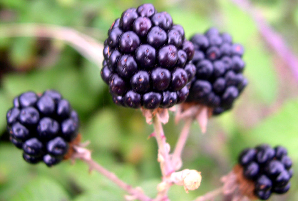 Cook like a Colombian: Festive food