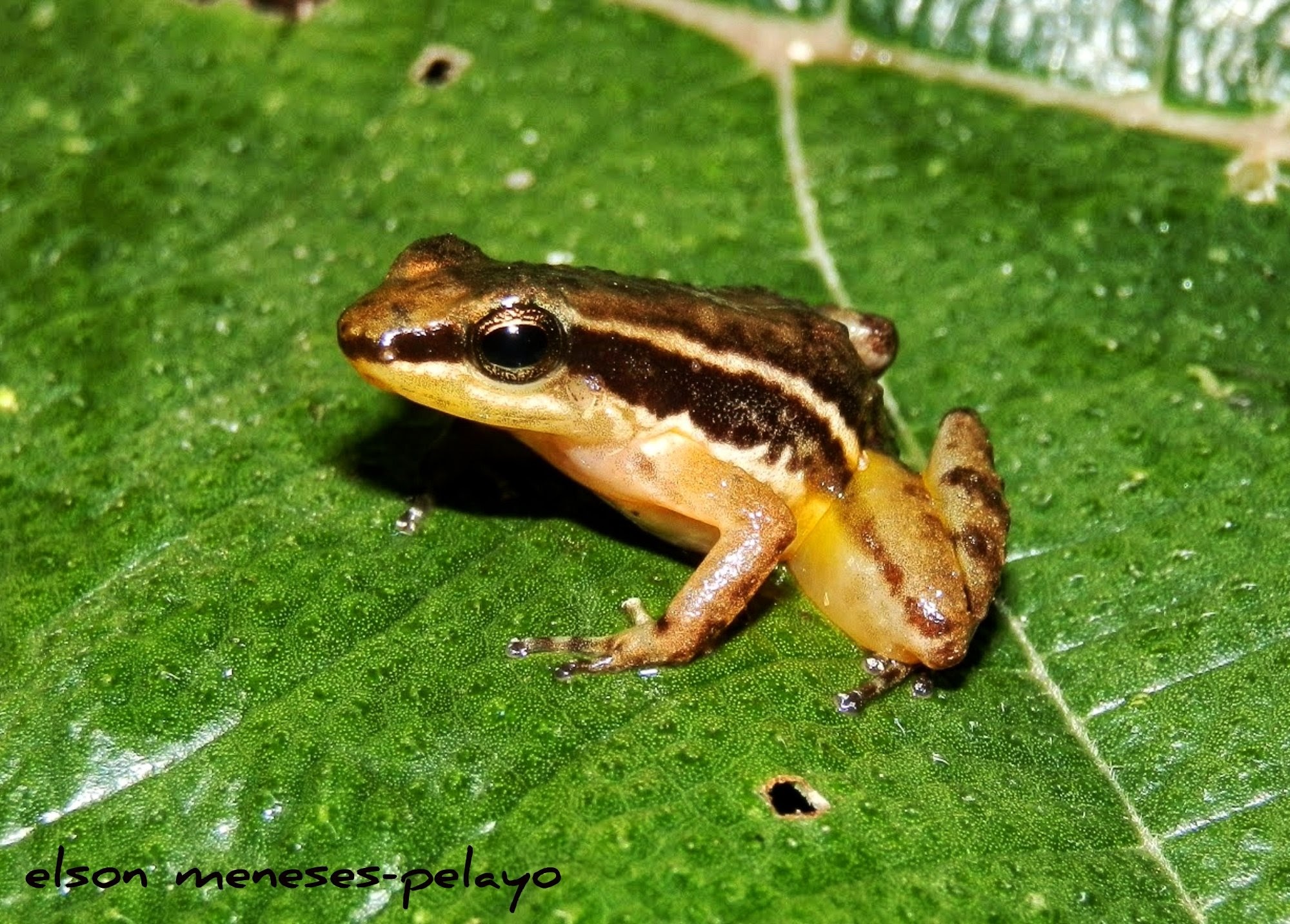 Colombian species named after FARC, Shakira, Jorge Velosa