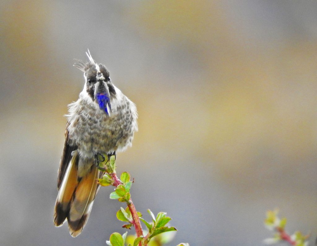 Travel off the beaten track: Spotting the blue-bearded helmetcrest