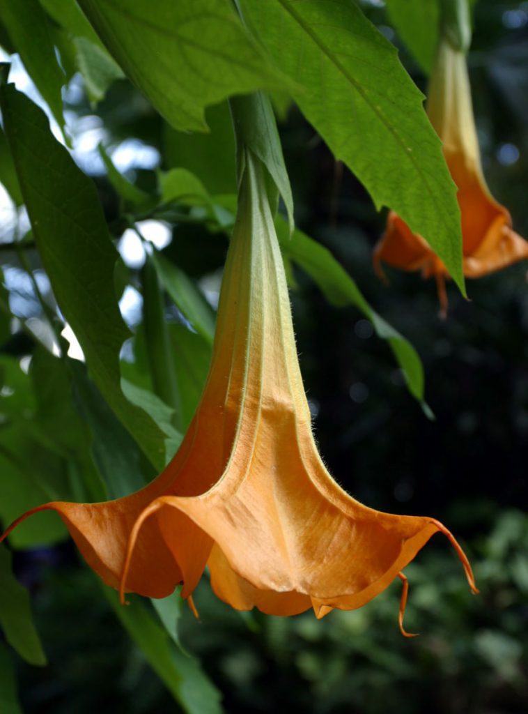 Scopolamine: Myths and realities