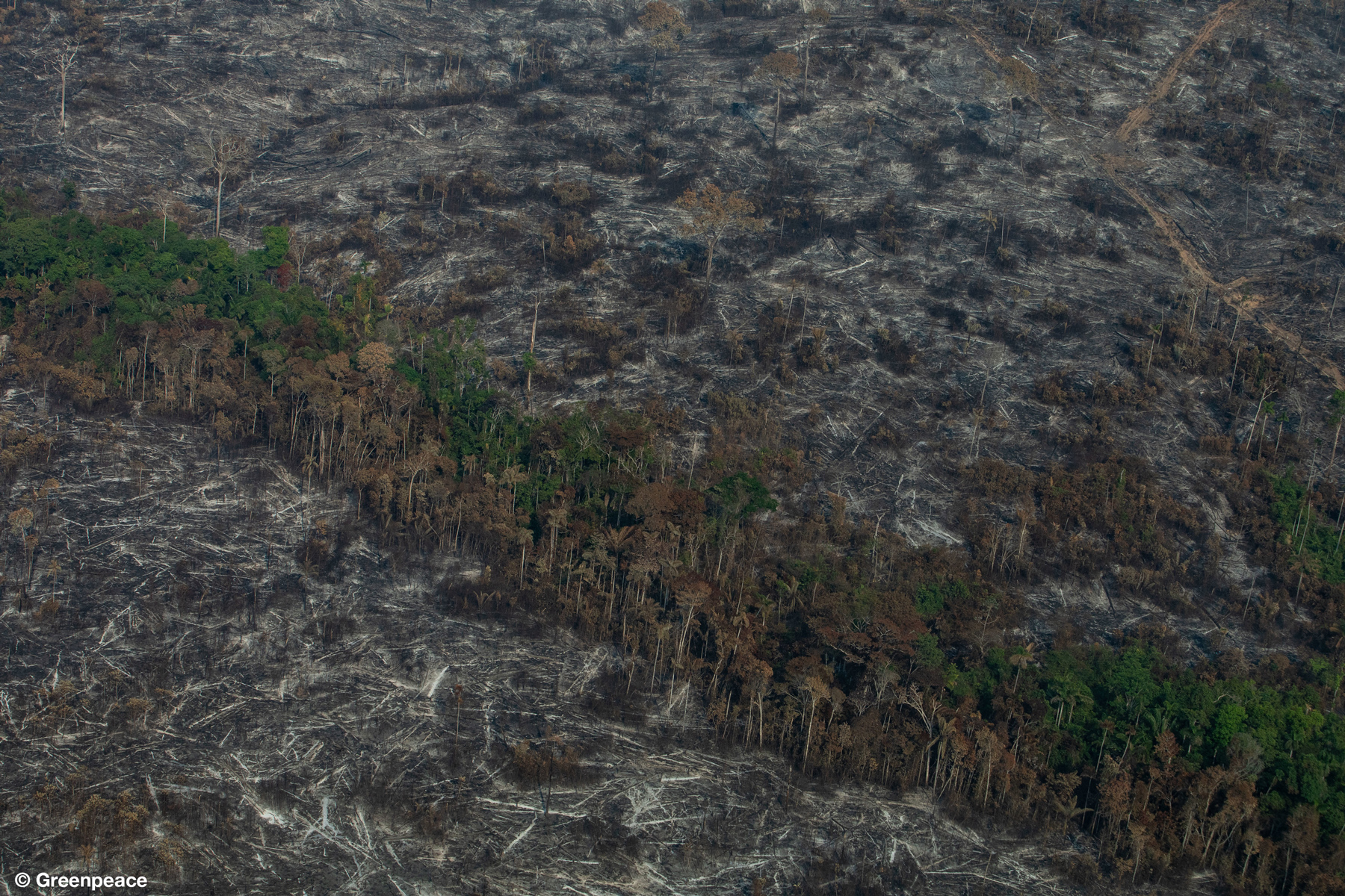 The Amazon is burning: Can Colombia save its forests?