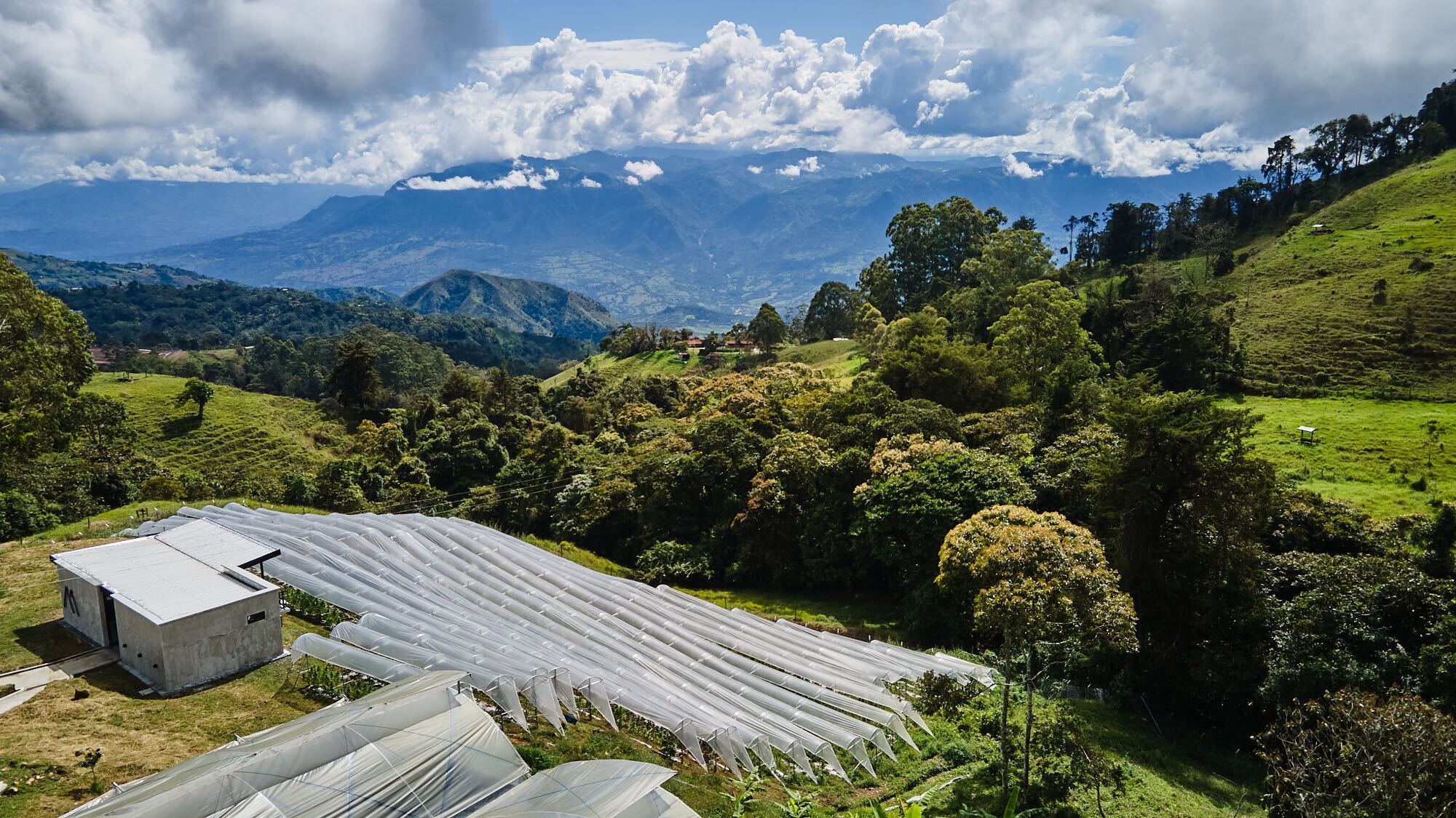 How Colombian cannabis cultivators are leading the shift to ...